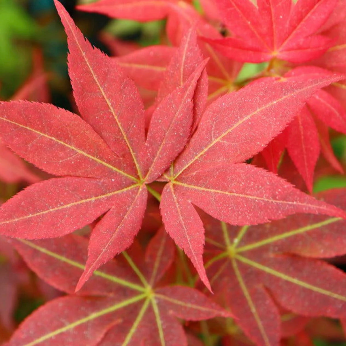 Rooted Cultivars – Japanese Maples South Africa