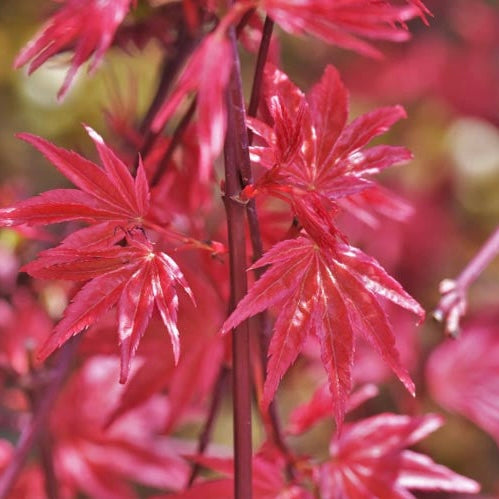 Acer Palmatum 'Deshojo' Japanese Maple – Japanese Maples South Africa