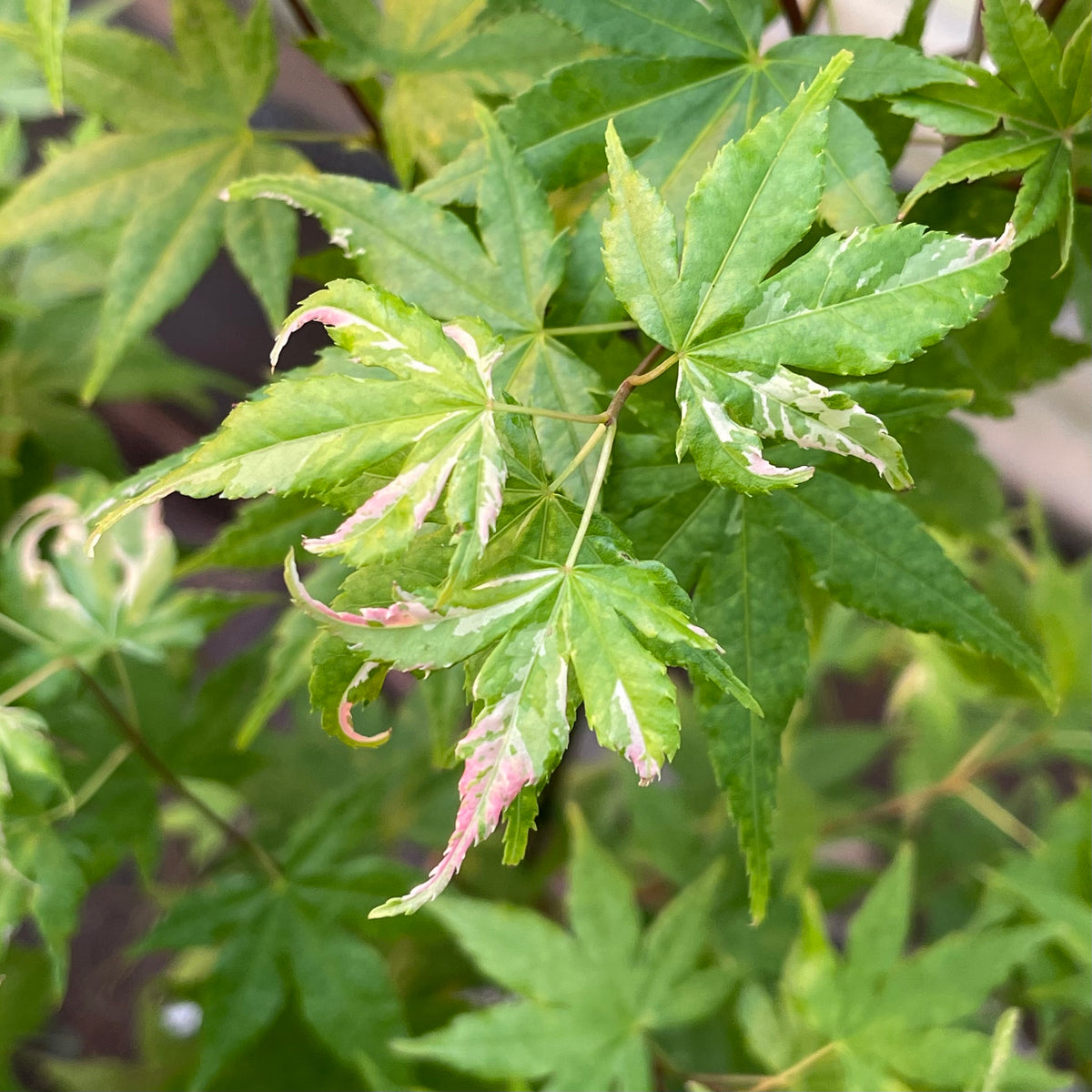 Acer palmatum 'Versicolor' Japanese Maple – Japanese Maples South Africa