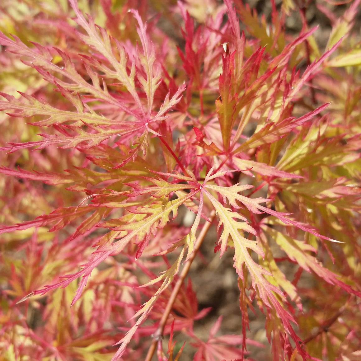 Japanese Maples South Africa