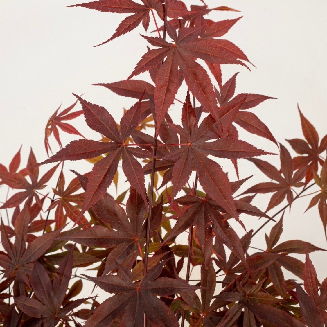 Acer palmatum 'Fire Glow' Japanese Maple – Japanese Maples South Africa
