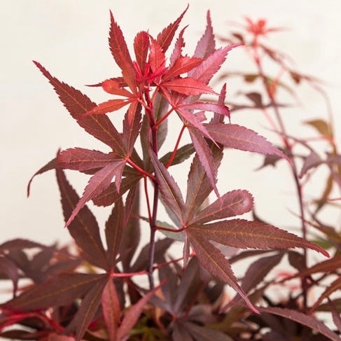 Acer palmatum 'Shaina' Dwarf Red Japanese Maple – Japanese Maples South ...