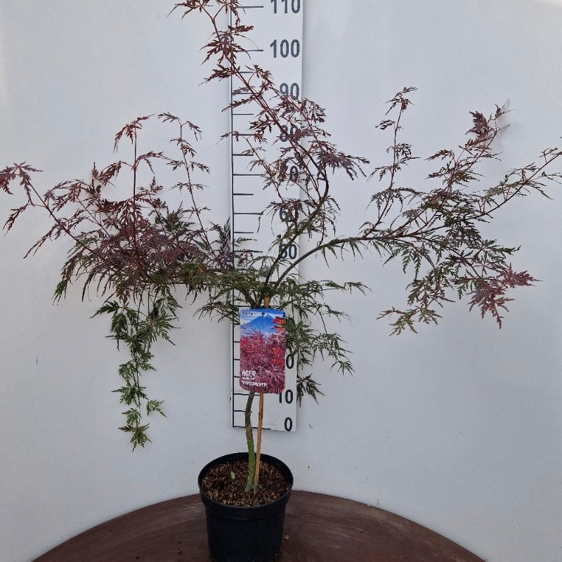 Acer palmatum 'Firecracker' Japanese Maple – Japanese Maples South Africa