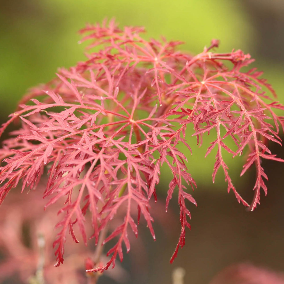 Acer palmatum 'Red Feathers' Dwarf Japanese Maple – Japanese Maples ...
