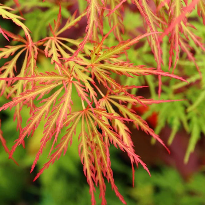 Acer palmatum 'Baldsmith' Laceleaf Japanese Maple – Japanese Maples ...