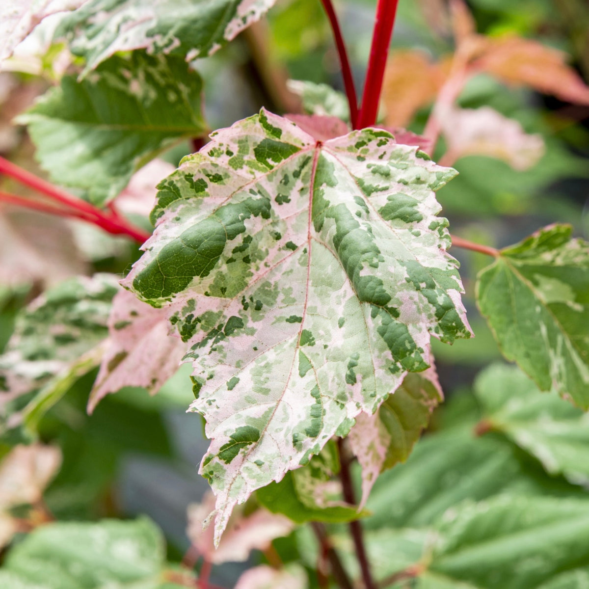 Acer rubescens 'Red Flamingo' Snakebark Maple – Japanese Maples South ...