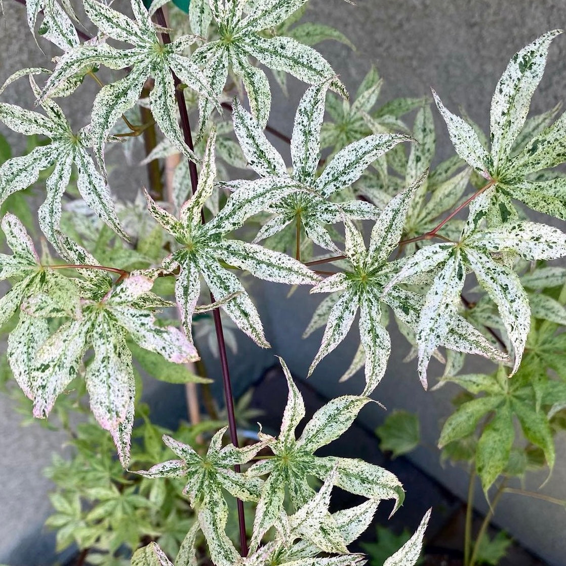 Acer palmatum 'Ukigumo' Floating Clouds Japanese Maple – Japanese ...