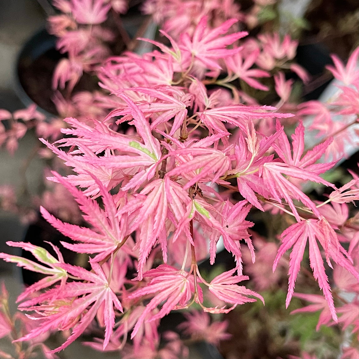Acer Palmatum 'Taylor' Rare Japanese Maple – Japanese Maples South Africa