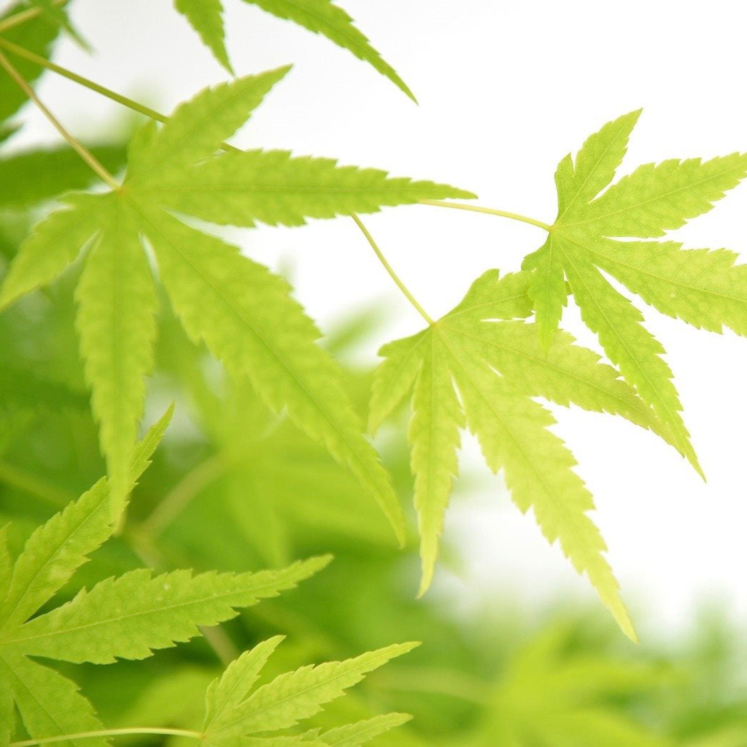 Acer palmatum 'Going Green' Japanese Maple – Japanese Maples South Africa