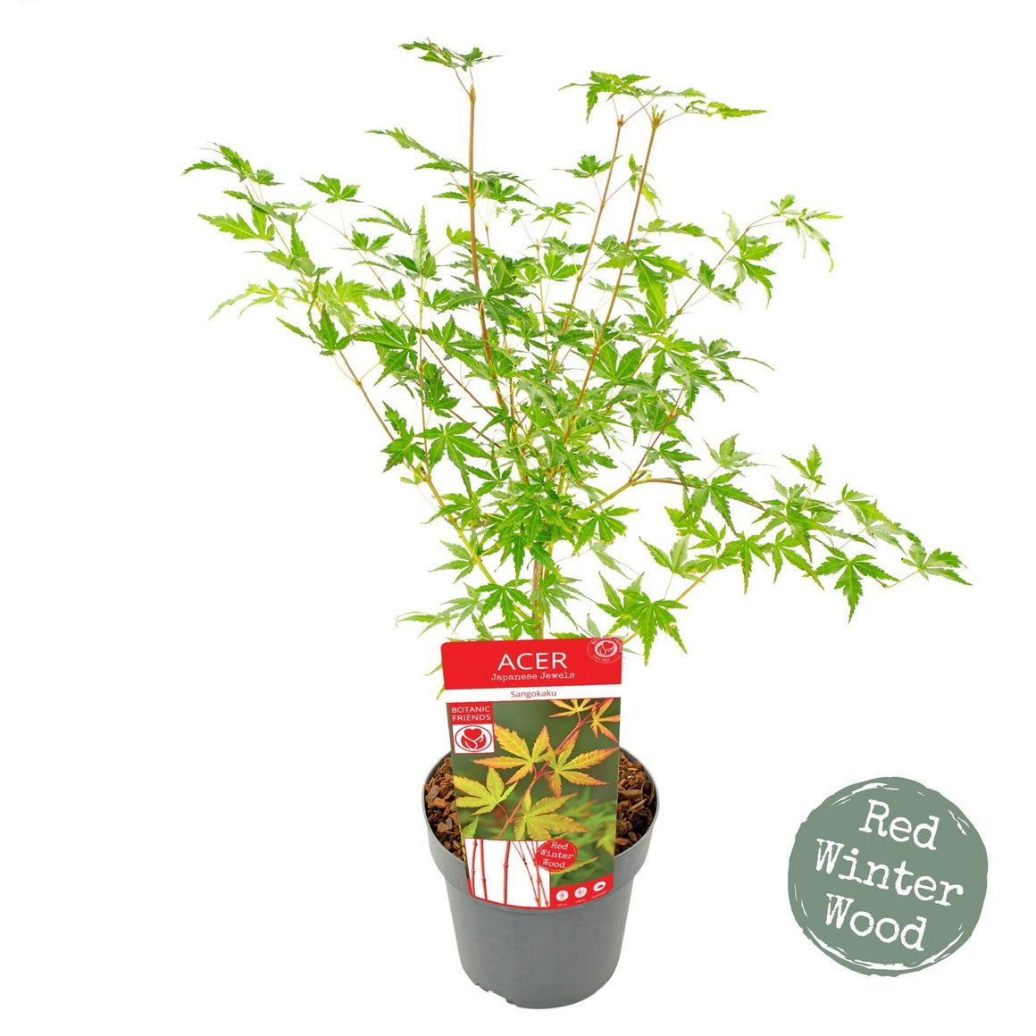 Japanese Maples South Africa