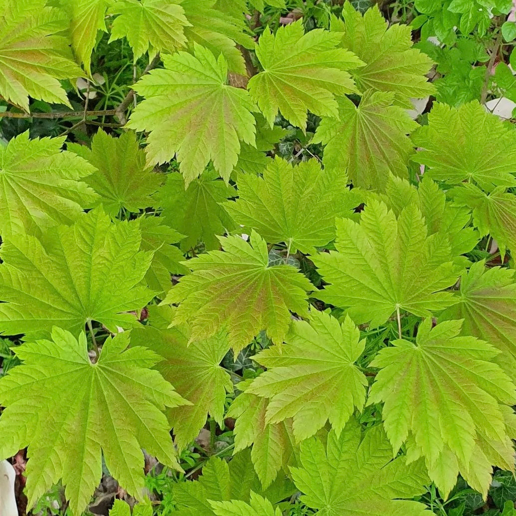Acer japonicum 'Vitifolium' Large Leaf Full Moon Japanese Maple ...