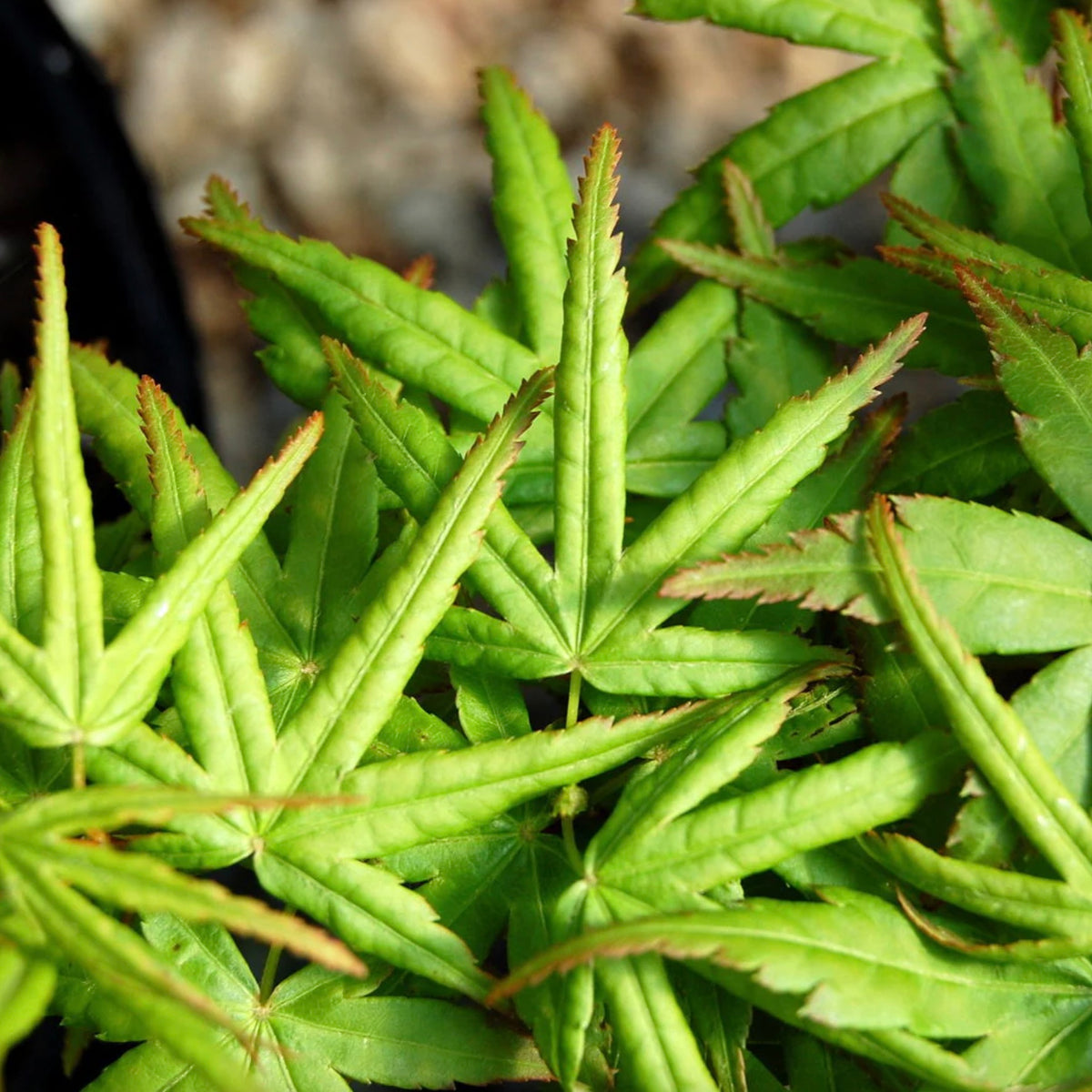 Acer palmatum 'Seiun kaku' Rare Dwarf Japanese Maple – Japanese Maples ...