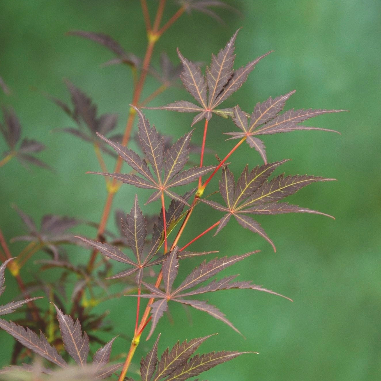 Acer palmatum 'Sumi-nagashi' Japanese Maple – Japanese Maples South Africa