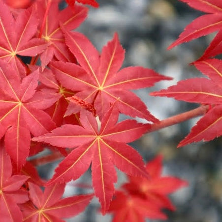 Acer Palmatum 'Deshojo' Japanese Maple – Japanese Maples South Africa