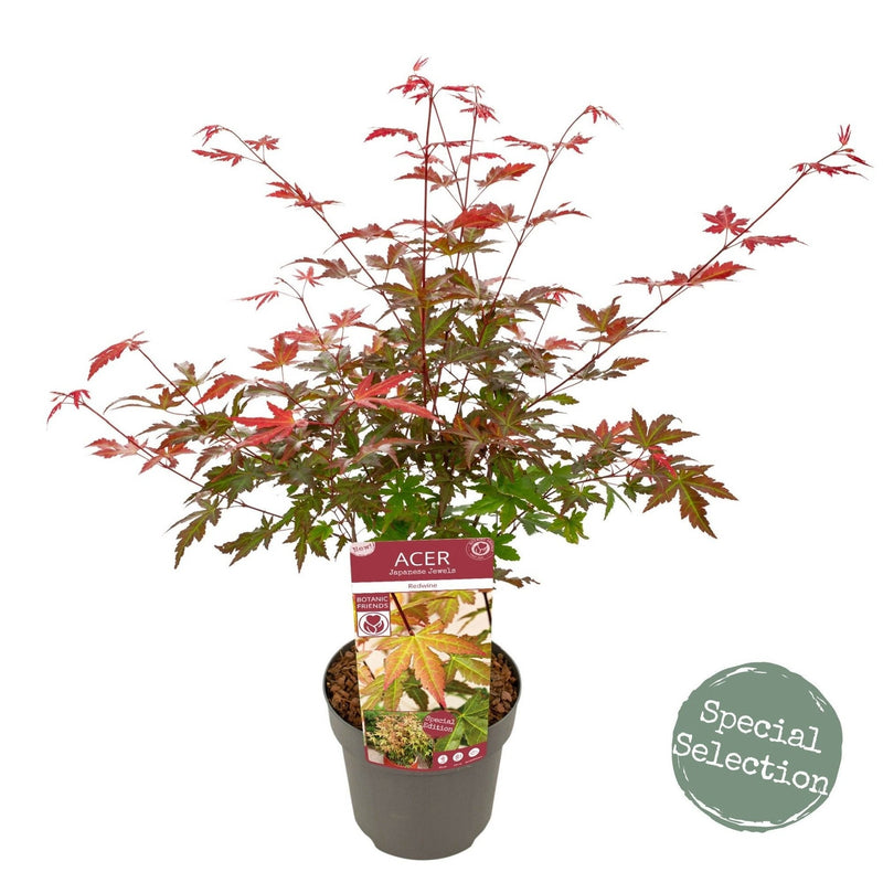 Acer palmatum ‘Red Wine’ Japanese Maple – Japanese Maples South Africa