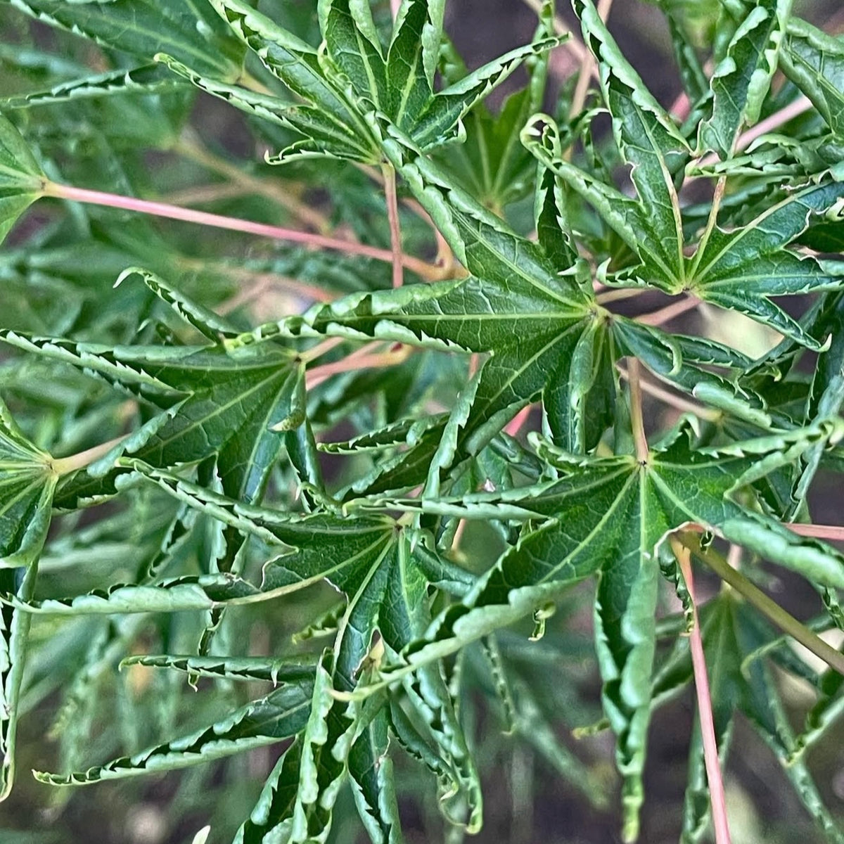 Acer palmatum 'Okushimo' Japanese Maple – Japanese Maples South Africa