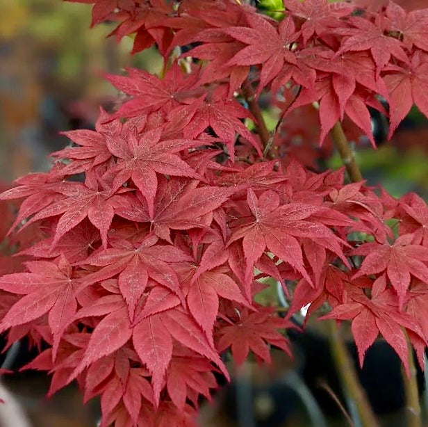Acer palmatum 'Okagami' Japanese Maple – Japanese Maples South Africa