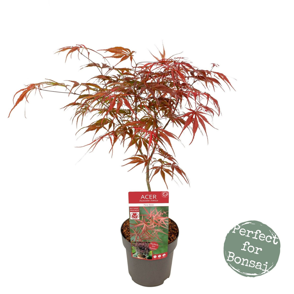Acer palmatum 'Pevé Dave' Japanese Maple – Japanese Maples South Africa
