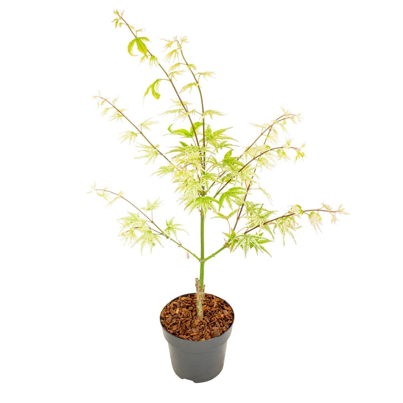 Acer palmatum 'Ukigumo' Floating Clouds Japanese Maple – Japanese ...