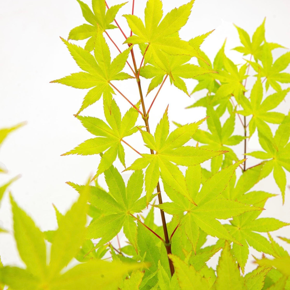 Acer palmatum 'Summer Gold' Japanese Maple – Japanese Maples South Africa