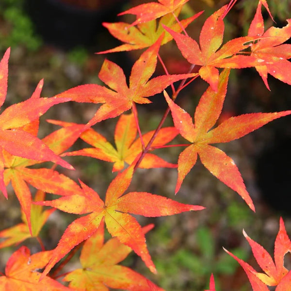 Acer palmatum 'Ukigumo' Floating Clouds Japanese Maple – Japanese ...