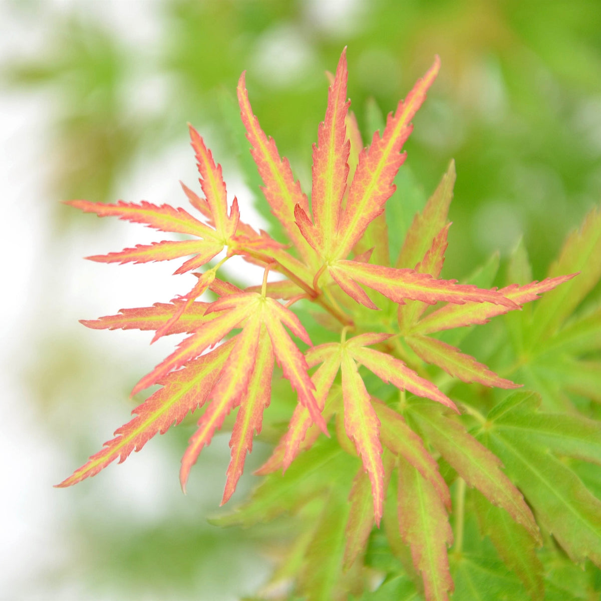 Contact Us – Japanese Maples South Africa