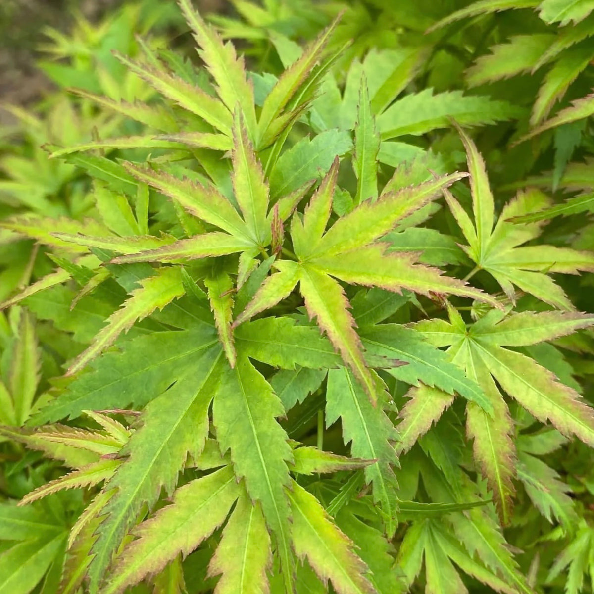 Acer palmatum 'Sharp's Pygmy' Dwarf Japanese Maple – Japanese Maples ...