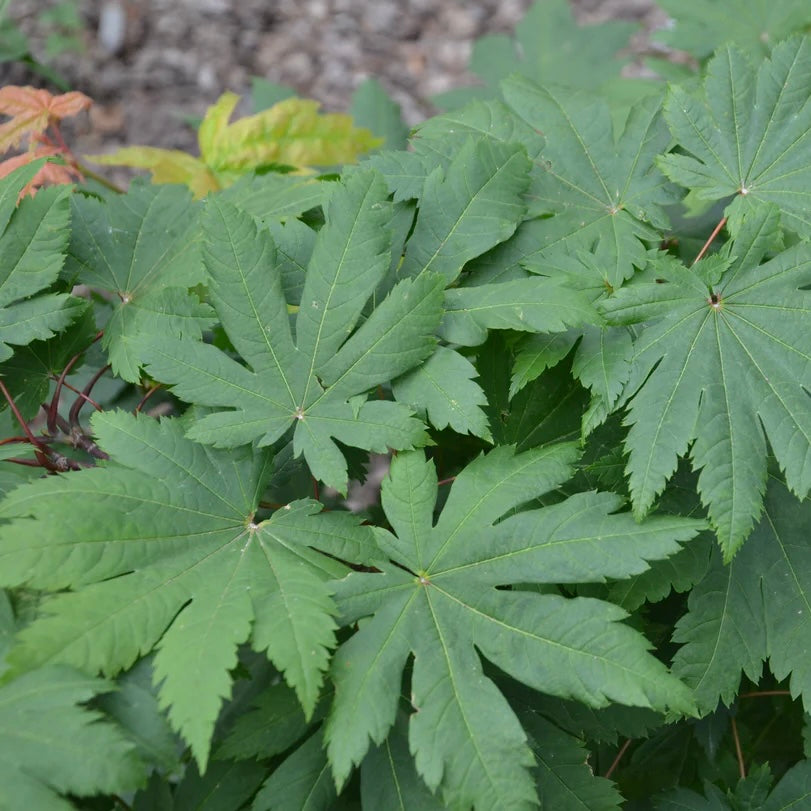 Acer japonicum 'Vitifolium' Large Leaf Full Moon Japanese Maple ...