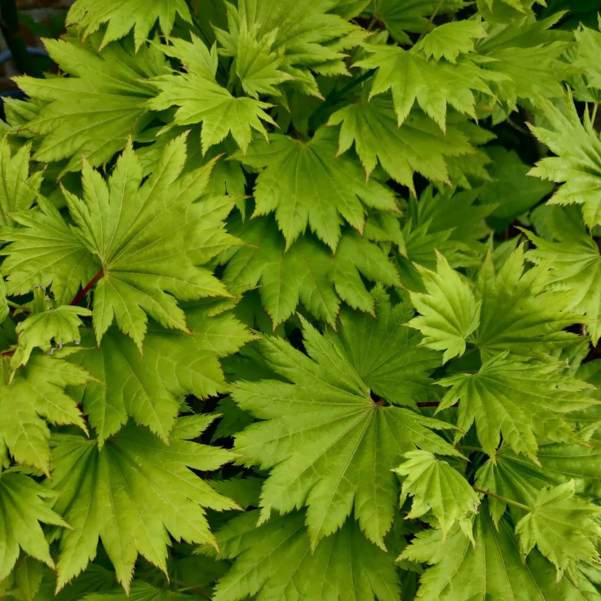 Acer Shirasawanum Aureum Golden Full Moon Japanese Maple Japanese