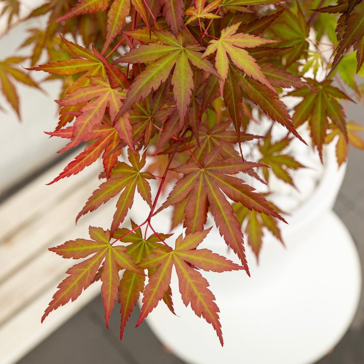 Acer palmatum ‘Red Wine’ Japanese Maple – Japanese Maples South Africa