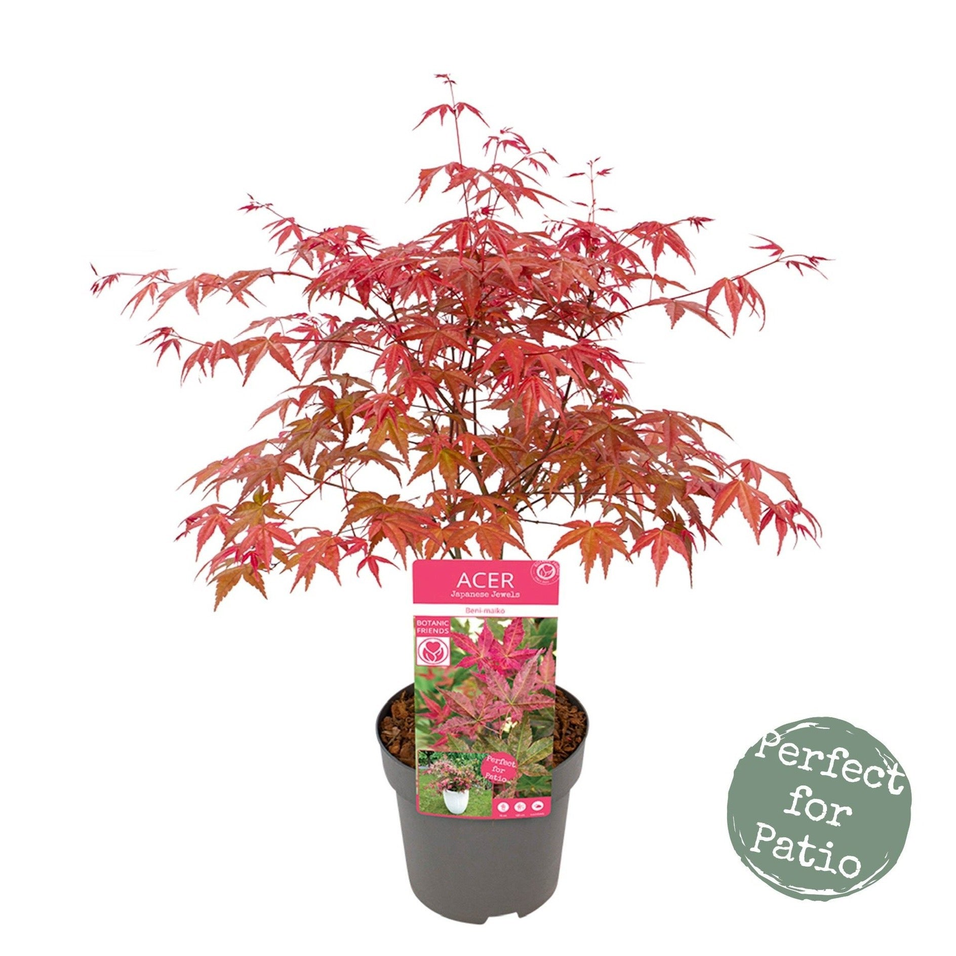 Acer palmatum 'Beni maiko' Japanese Maple – Japanese Maples South Africa