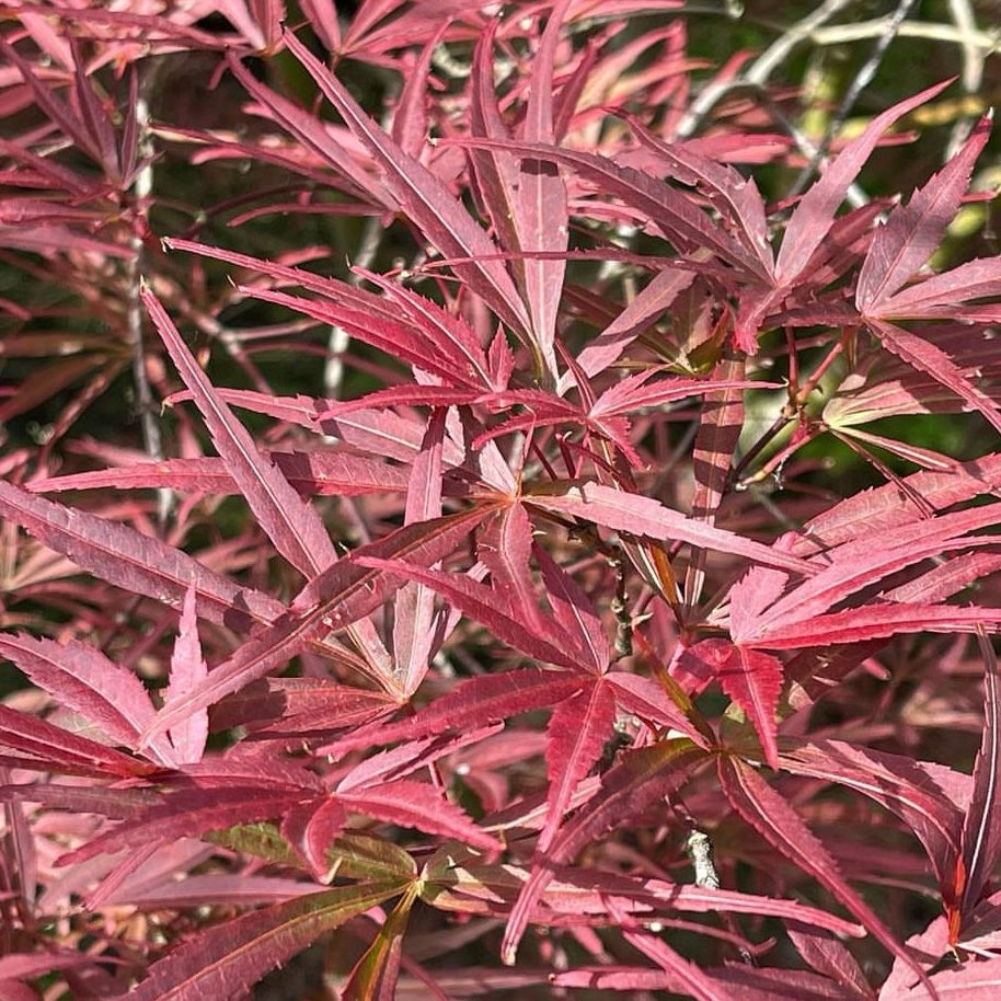 Acer palmatum 'Beni otake' Red Bamboo Japanese Maple – Japanese Maples ...
