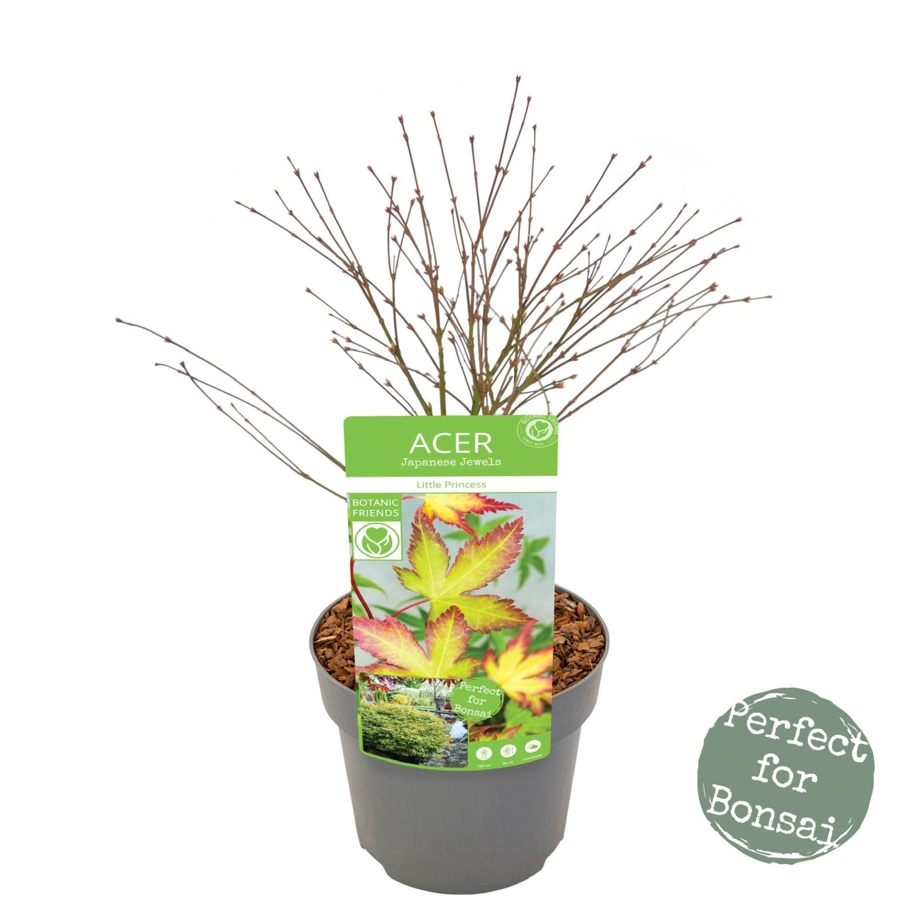 Acer palmatum 'Little Princess' Japanese Maple – Japanese Maples South ...