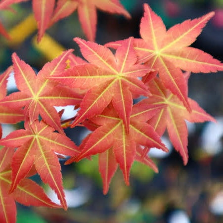 Acer Palmatum 'Deshojo' Japanese Maple – Japanese Maples South Africa
