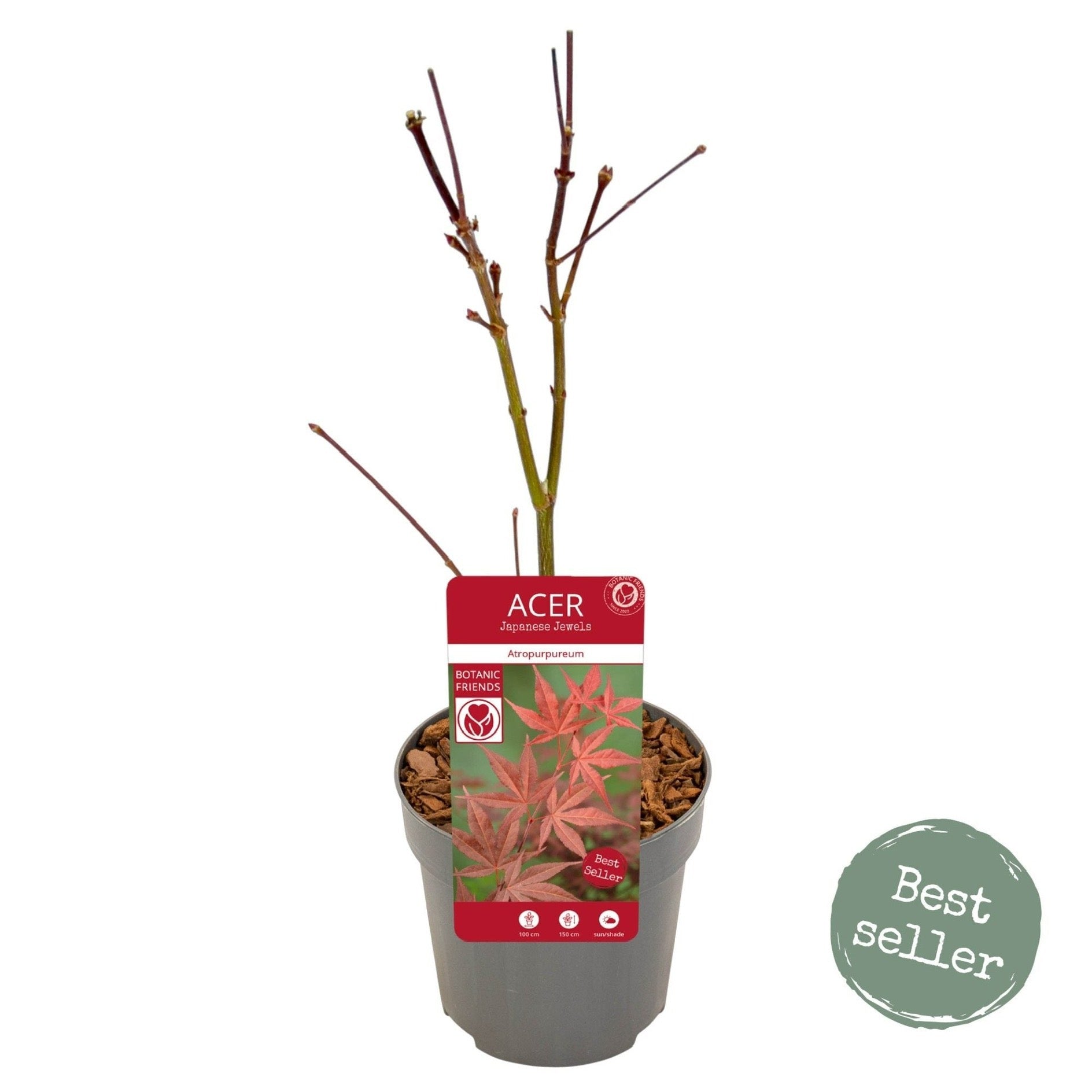 Acer palmatum 'Atropurpureum' Japanese Maple – Japanese Maples South Africa