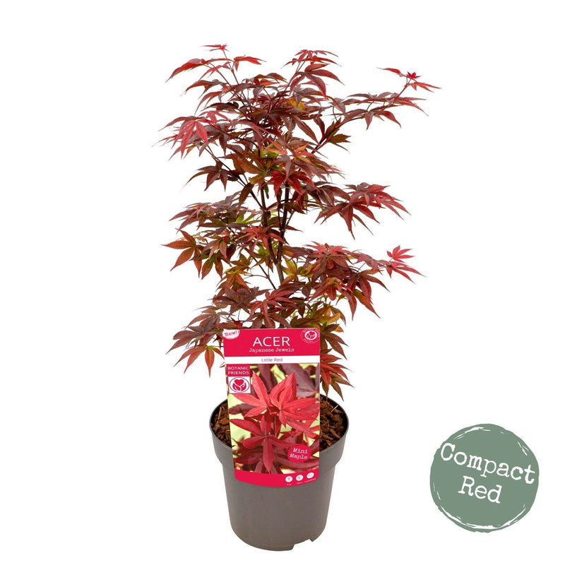 Acer palmatum 'Little Red' Japanese Maple – Japanese Maples South Africa
