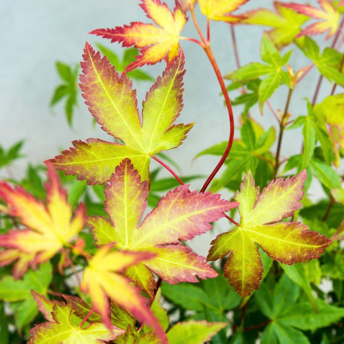 Acer palmatum 'Little Princess' Japanese Maple – Japanese Maples South ...