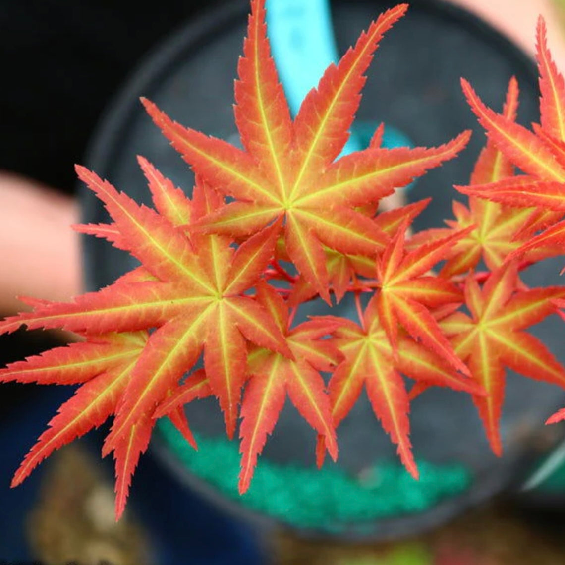 Acer palmatum 'Phoenix' Japanese Maple – Japanese Maples South Africa