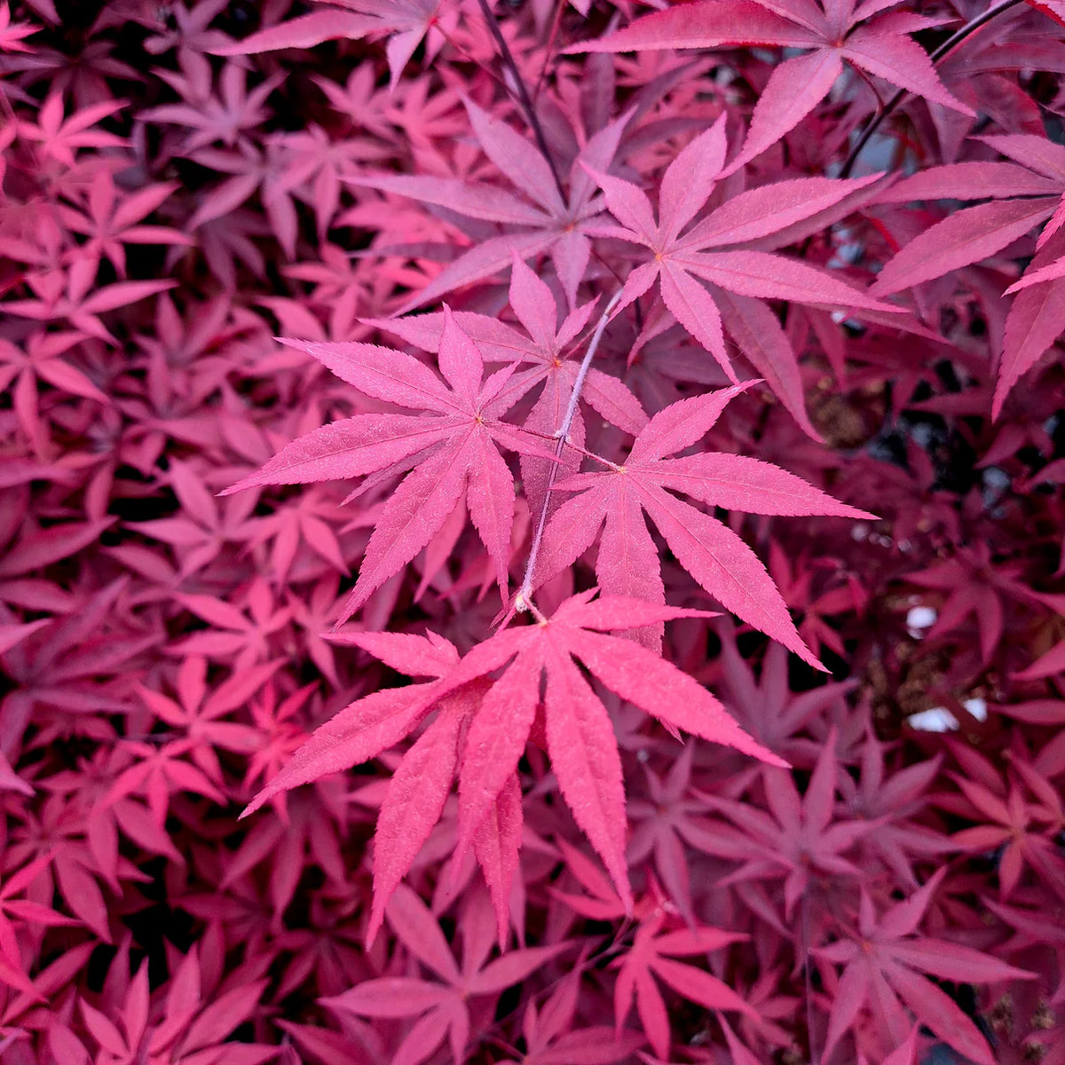 Acer palmatum 'Red Emperor' Japanese Maple – Japanese Maples South Africa