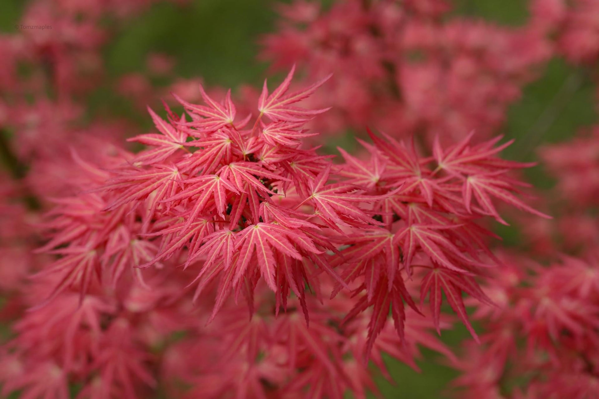 Japanese Maples South Africa
