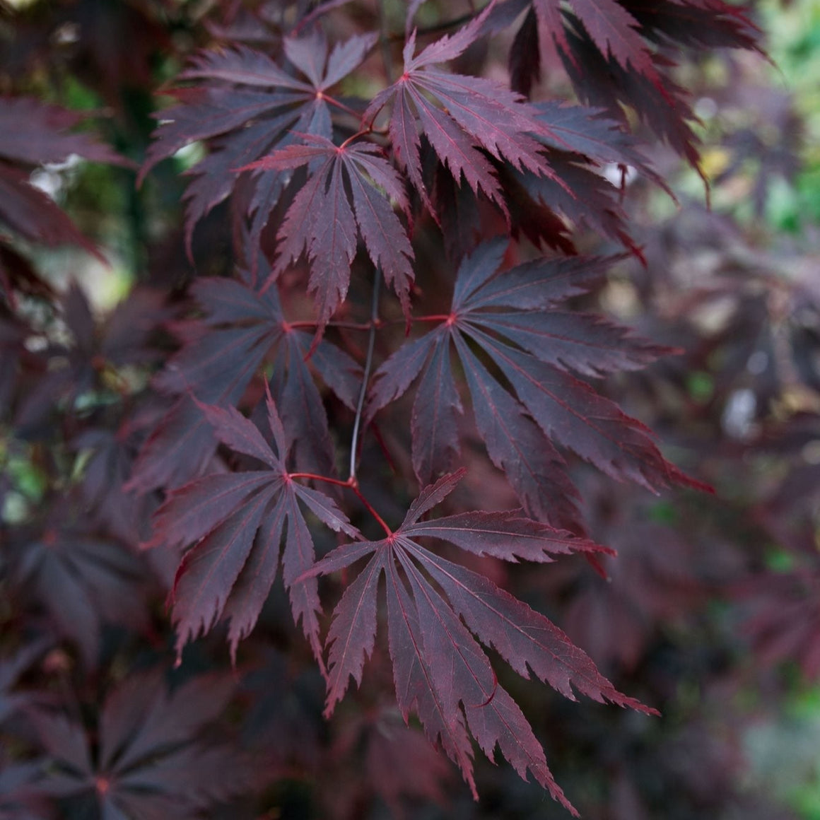 Grafted Cultivars – Japanese Maples South Africa