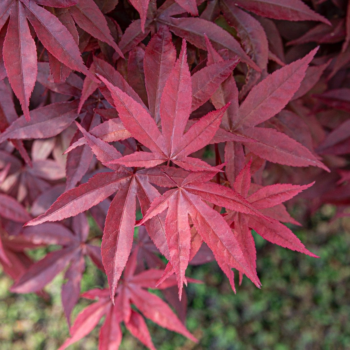 Acer palmatum 'Twombly's Red Sentinel' Columnar Japanese Maple ...