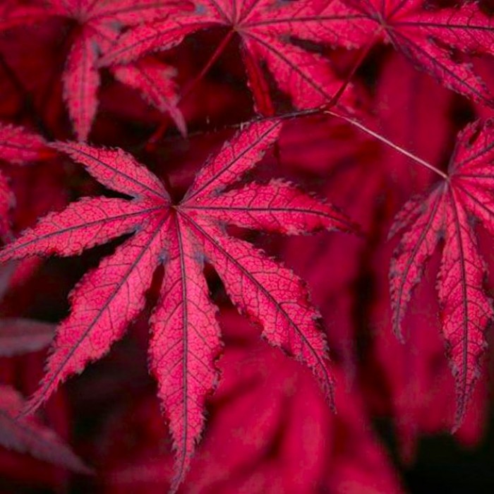 Acer palmatum 'Amagi-shigure' Rare Japanese Maple – Japanese Maples ...