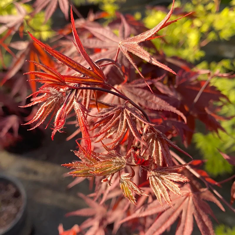 Acer palmatum 'Moonfire' Japanese Maple – Japanese Maples South Africa