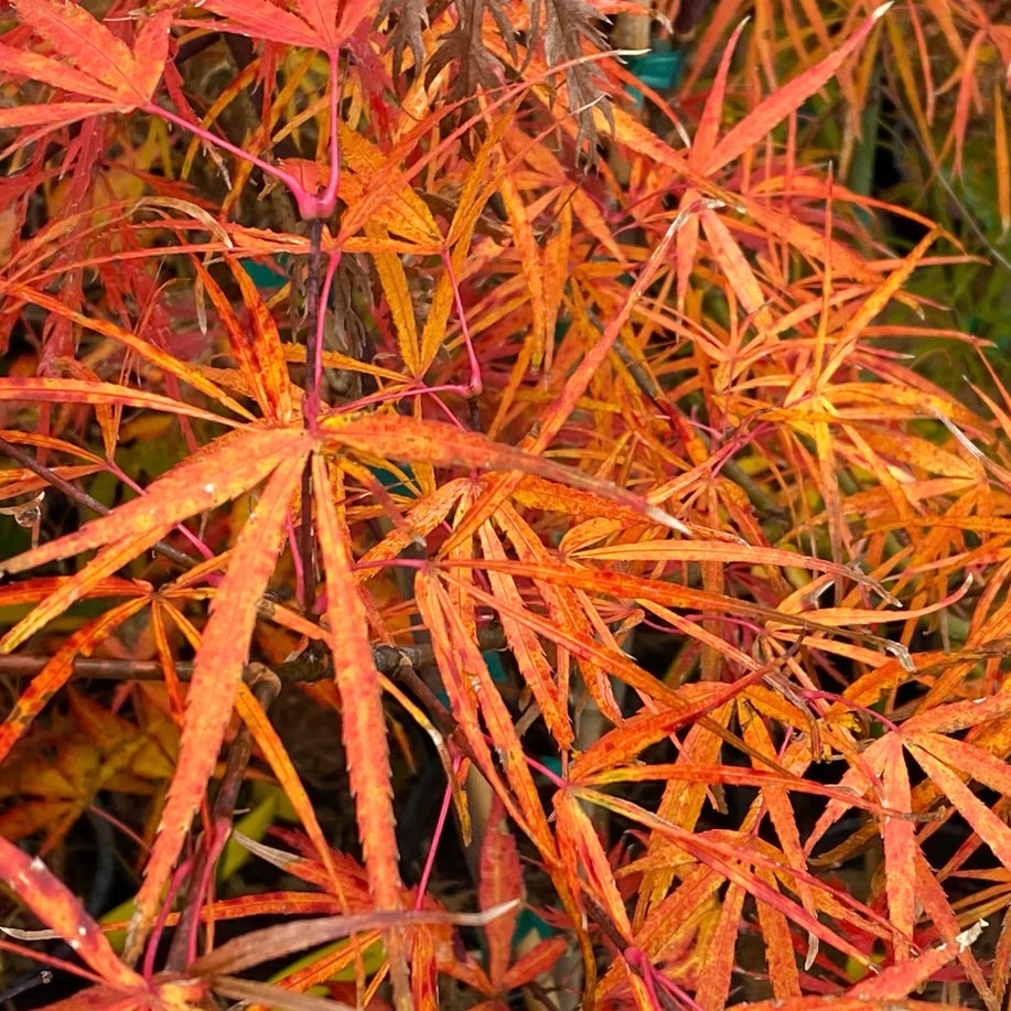Acer palmatum 'Red Pygmy' Red Strapleaf Japanese Maple – Japanese ...