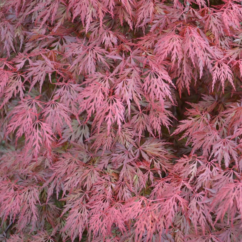 Acer palmatum 'Orangeola' Japanese Maple – Japanese Maples South Africa