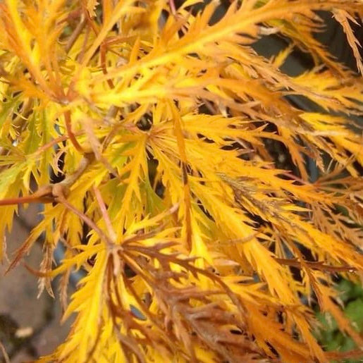 Acer palmatum 'Flavescens’ Japanese Maple – Japanese Maples South Africa