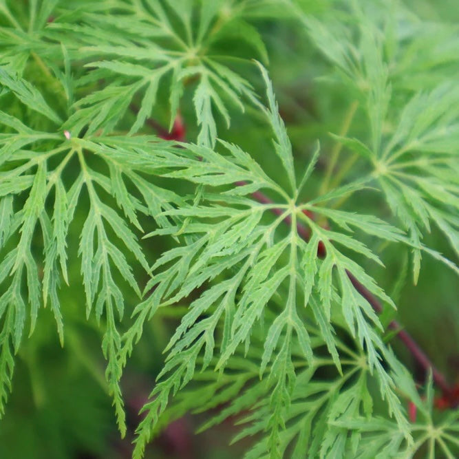 Acer palmatum 'Emerald Lace' Japanese Maple#N# – Japanese Maples South ...