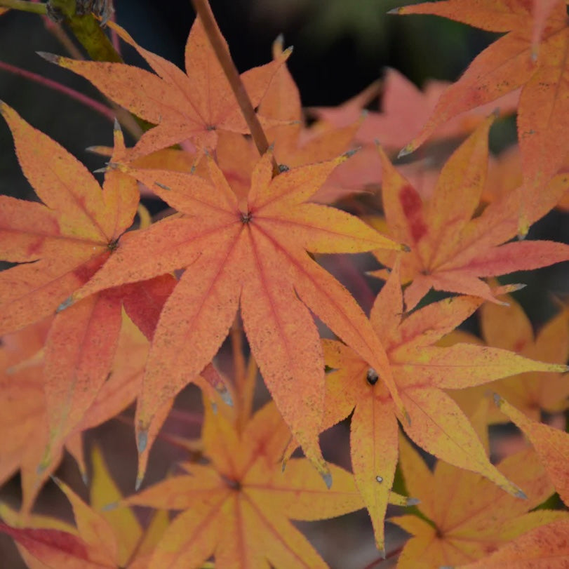 Acer palmatum 'Hogyoku' Japanese Maple – Japanese Maples South Africa