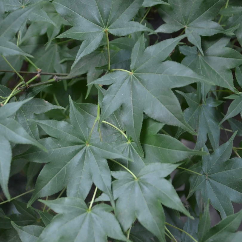 Acer palmatum 'Hogyoku' Japanese Maple – Japanese Maples South Africa